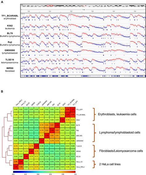 comparison of the genome wide rfd profiles of different human cell