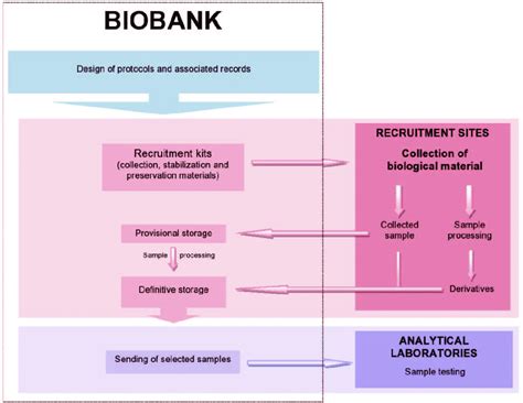 Biobank Supported Workflow For Sample Handling Download Scientific Diagram