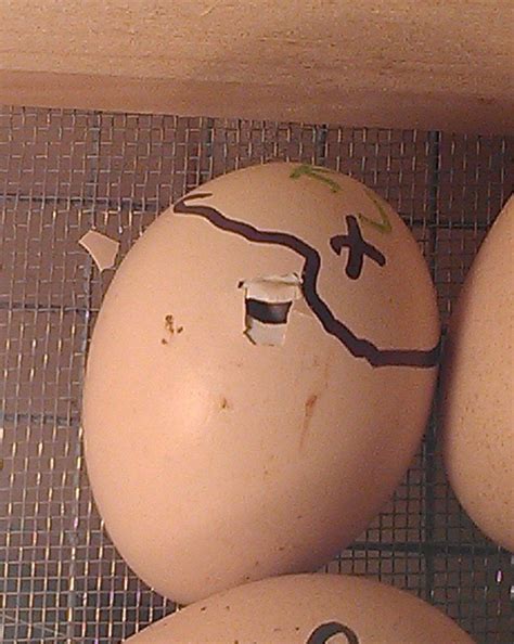 Step By Step Guide To ASSISTED Hatching BackYard Chickens Learn How To Raise Chickens