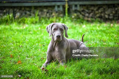 Dutch Hound Photos And Premium High Res Pictures Getty Images