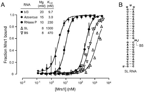 Mrs1 Binding To The Bi3 Azoarcus Rnase P And Simple Stem Loop Rnas