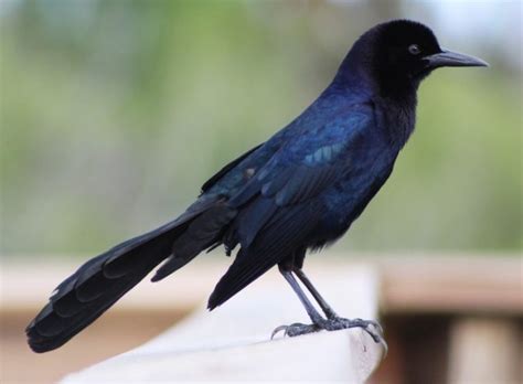 56 Types Of Purple Birds With Pictures And Identification