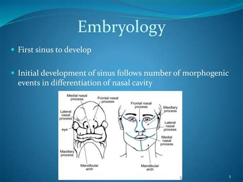 Disorders Of Maxillary Sinus Pptx