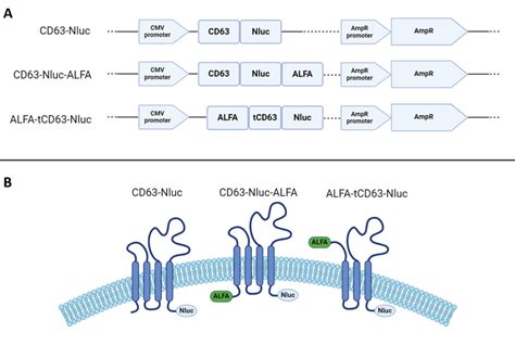 A Construction Of The Plasmids Used In This Study B A Schematic