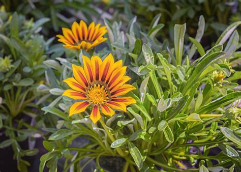Gazania With Large Daisylike Composite Flowerheads In Brilliant Shades