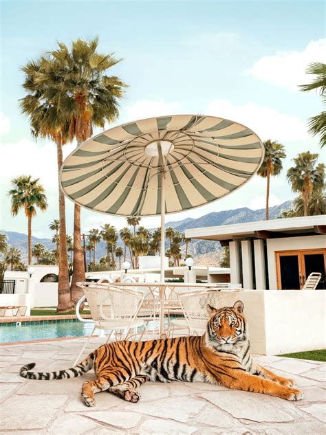 Palm Springs Weekend Palm Springs Palm Springs Aesthetic Vintage