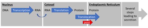 Translocation Pathways For Heterologous Protein Expression In Yeast