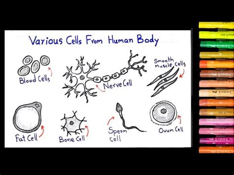 How To Draw Various Cells From Human Body Types Of Cells In Human