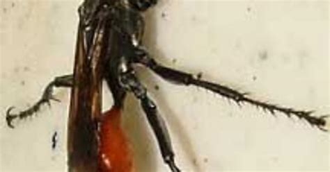 Weird Hell Spawn Demon Bug Maybe Album On Imgur