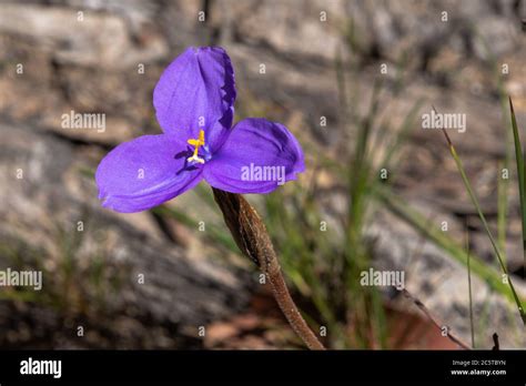 Patersonia Sericea Commonly Known As The Purple Flag Native Iris Silky Purple Flag Or Native