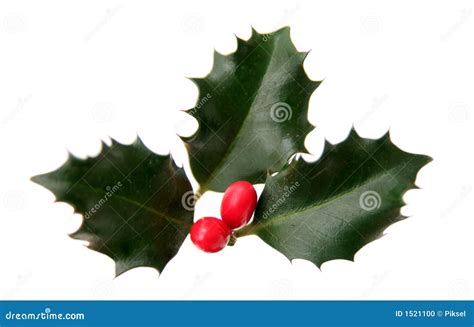 Azevinho Foto De Stock Imagem De Fundo Folhas Vermelho 1521100