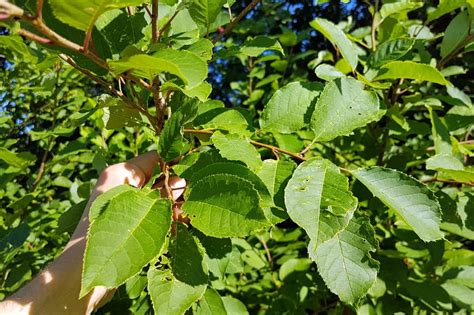 Chokecherry Tree Identification