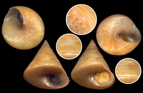 Calliostoma Conulus