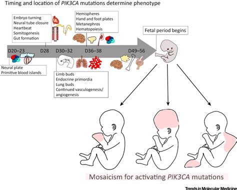 Cancer Associated Pik3ca Mutations In Overgrowth Disorders Pmc