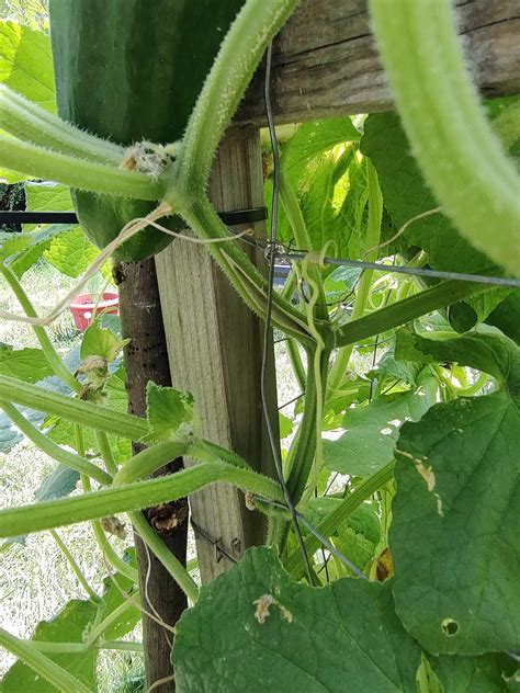 Cracked Cucumber Stem Rgardening