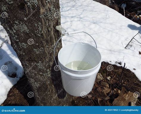 Sap Collecting Stock Photo Image Of Syrup Organic Doityourself