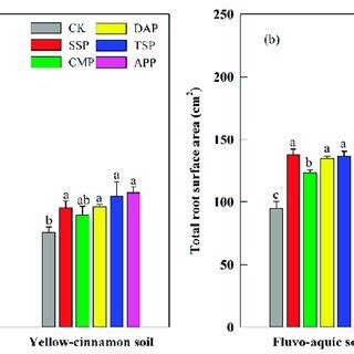 Total Root Length A And Total Root Surface Area B As Affected By P Download Scientific