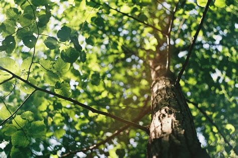 Monoecious Vs Dioecious Trees Treenewal Monoecious Vs Dioecious Trees Treenewal