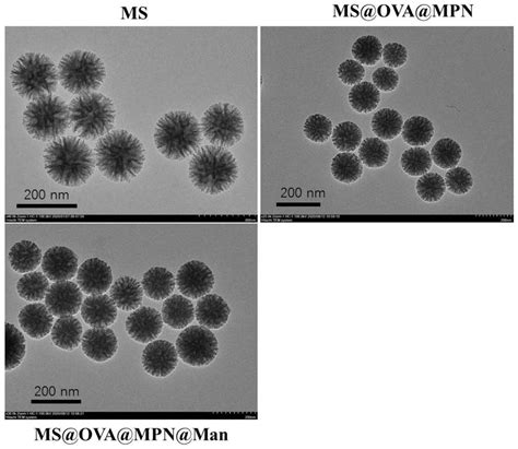 Targeted Nano Vaccine Preparation Based On Metal Polyphenol Network