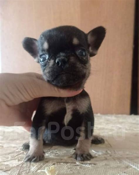 Французский бульдог в наличии Цена 15 000₽ в Уссурийске