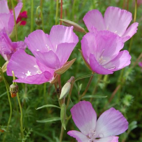 Clarkia Bottae Lilac Pixie Emerisa Gardens