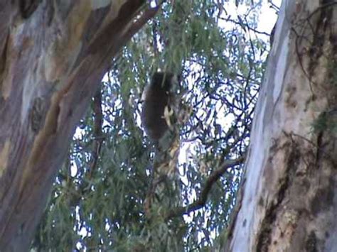 Koala Sex Youtube
