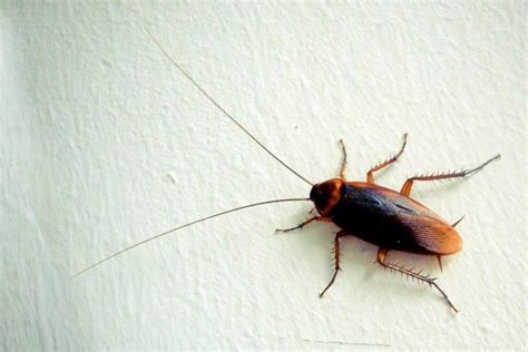 How Can A Cockroach Survive Without Its Head Science Abc
