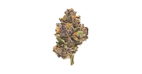 Splash Daddy Cannabis Strain Information Growdiaries