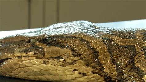 Largest Burmese Python Ever Captured In Florida Weighs 215 Pounds With