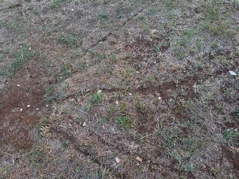 Ants Make Desire Paths Too Rdesirepaths