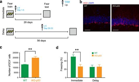 Conditional Deletion Of P53 From Neural Progenitor Cells Leads To