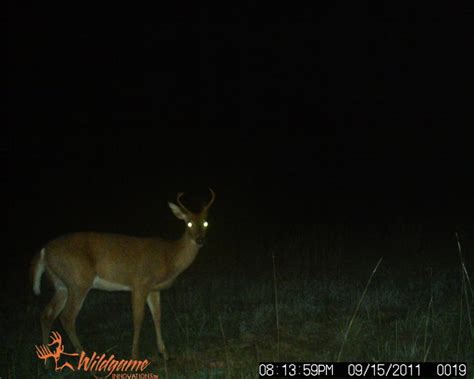 The Devil Deer Kingston Ontario Hunting