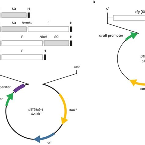 Schematic View Of The Expression Vector System A Construction Of Download Scientific Diagram