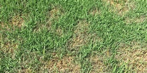 Pythium Root Rot Vs Pythium Root Dysfunction Advanced Turf Solutions