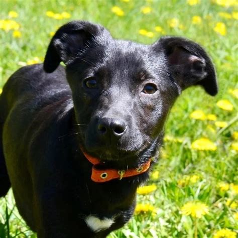 Ищем дом щенку найденной на улице Малышке около 3 месяцев привита вырастет ниже среднего