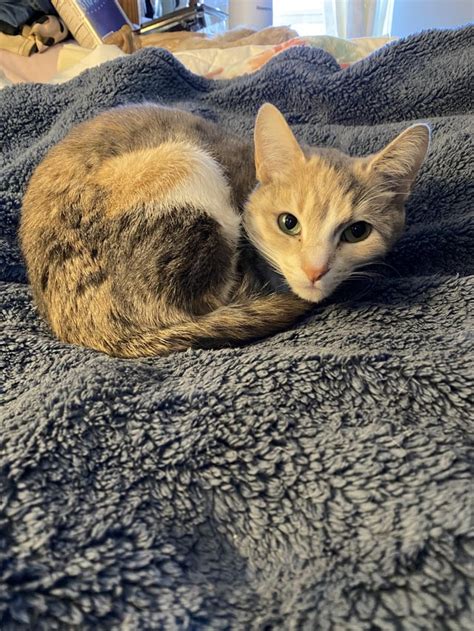 Itsy Bitsy Teeny Tiny Rfullgrownsmol