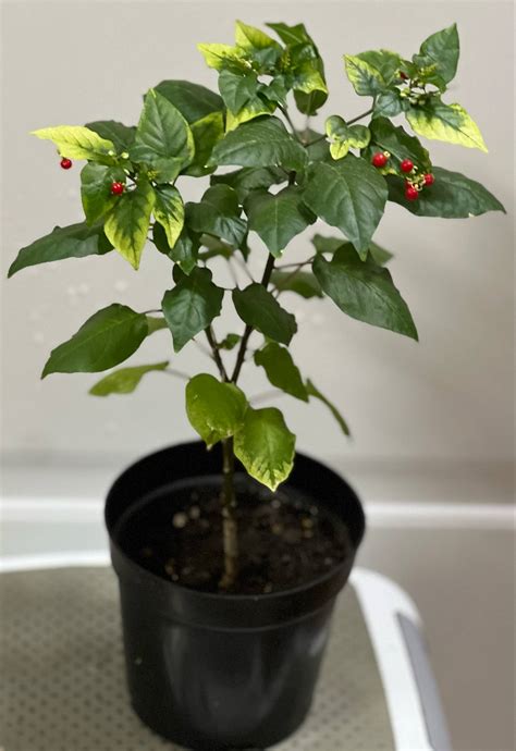 Барын ШҮРЭН ЦЭЦЭГ жимсээрээ гоёдог ҮНЭ 25К БЭЛГЭДЭЛ Шүрэн цэцэг айл гэрт эд баялаг хайр