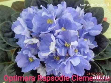 Фиалка Rapsodie Clementine - лист. — купить в Красноярске. Горшечные ...