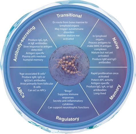 Overview Of B Cell Subsets And Their Major Functions Apcs Download Scientific Diagram