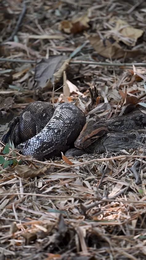 An Indian Python Constricting A Young Mugger Crocodile R Hardcorenature