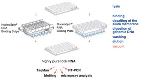 Macherey Nagel™ Nucleospin™ 96 Rna Kit 24x96 Prep Isolation Total Rna