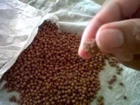 VIRTUAL OFFICE TANJUNG DUREN 27 BIJI JENITRI PALSU