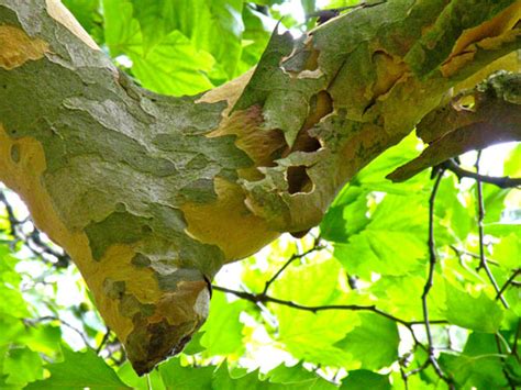 Treeaware Bark Shedding Trees Plane Trees