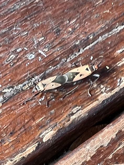 Weird Double Ended Bug Spotted In Queensland Australia Rwhatisthisbug