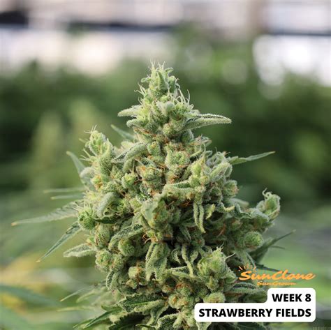Strawberry Fields Strain Information Strain