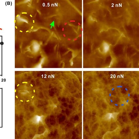 Spatial Heterogeneous Structure Of The Acfs Comprises Two Layers Of