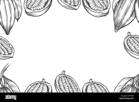 Cocoa Bean Tree Design Template Engraved Style Illustration Chocolate