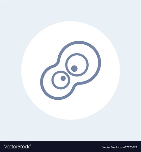 Cell Division Mitosis Icon Royalty Free Vector Image