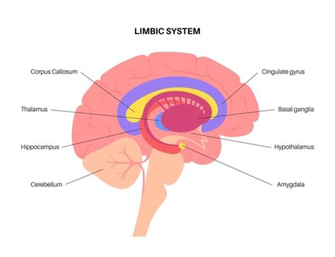 Brain Anatomy Limbic System Over 295 Royalty Free Licensable Stock
