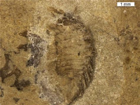 Isopod Body Fossil Cymothoida Incertae Sedis In Lateral View From The